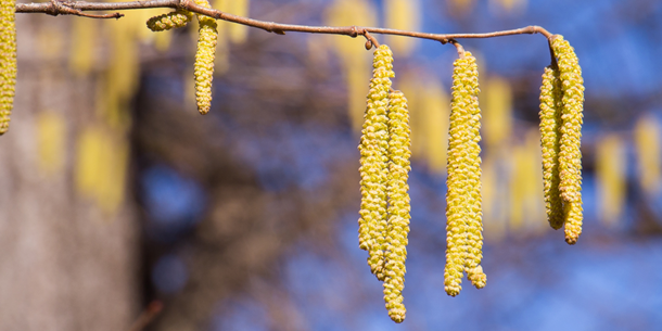 Erste Haselpollen bereits in der Luft :: wetter.at